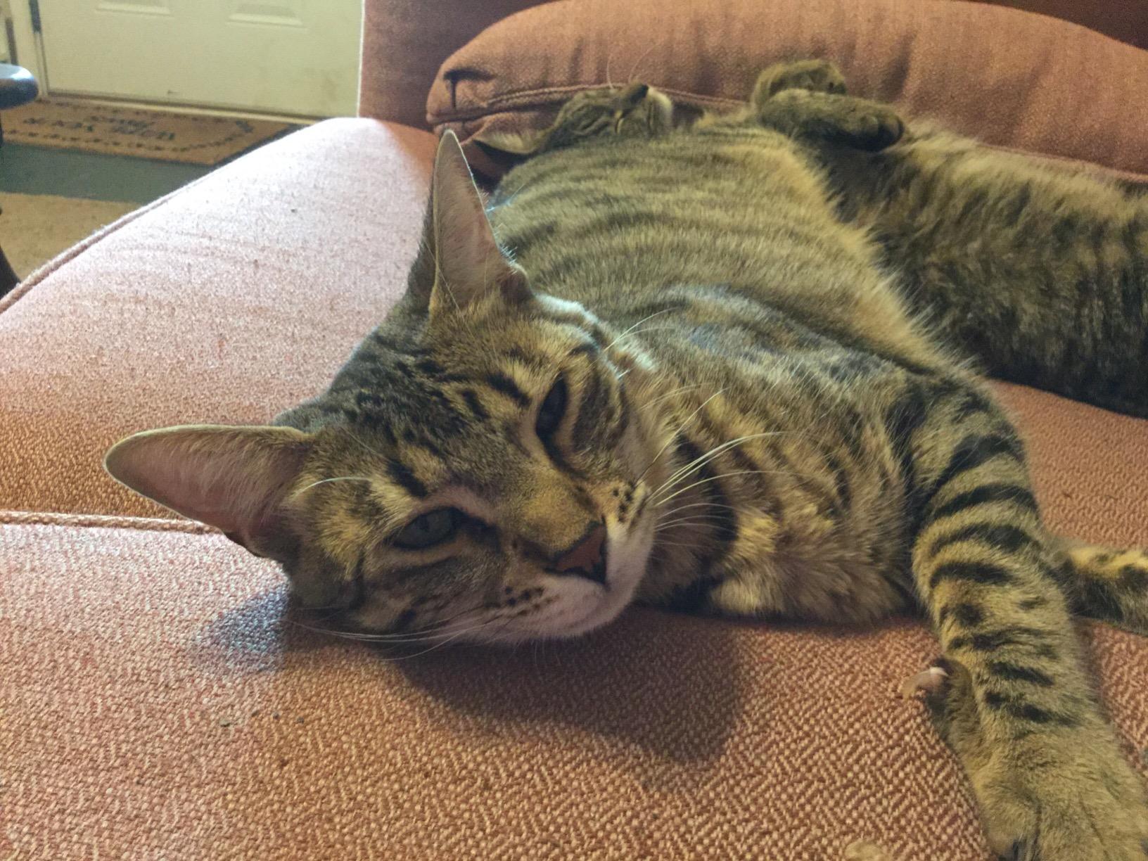 Amazon.com: The Serpent's Shadow (Elemental Masters Book 1) eBook ...