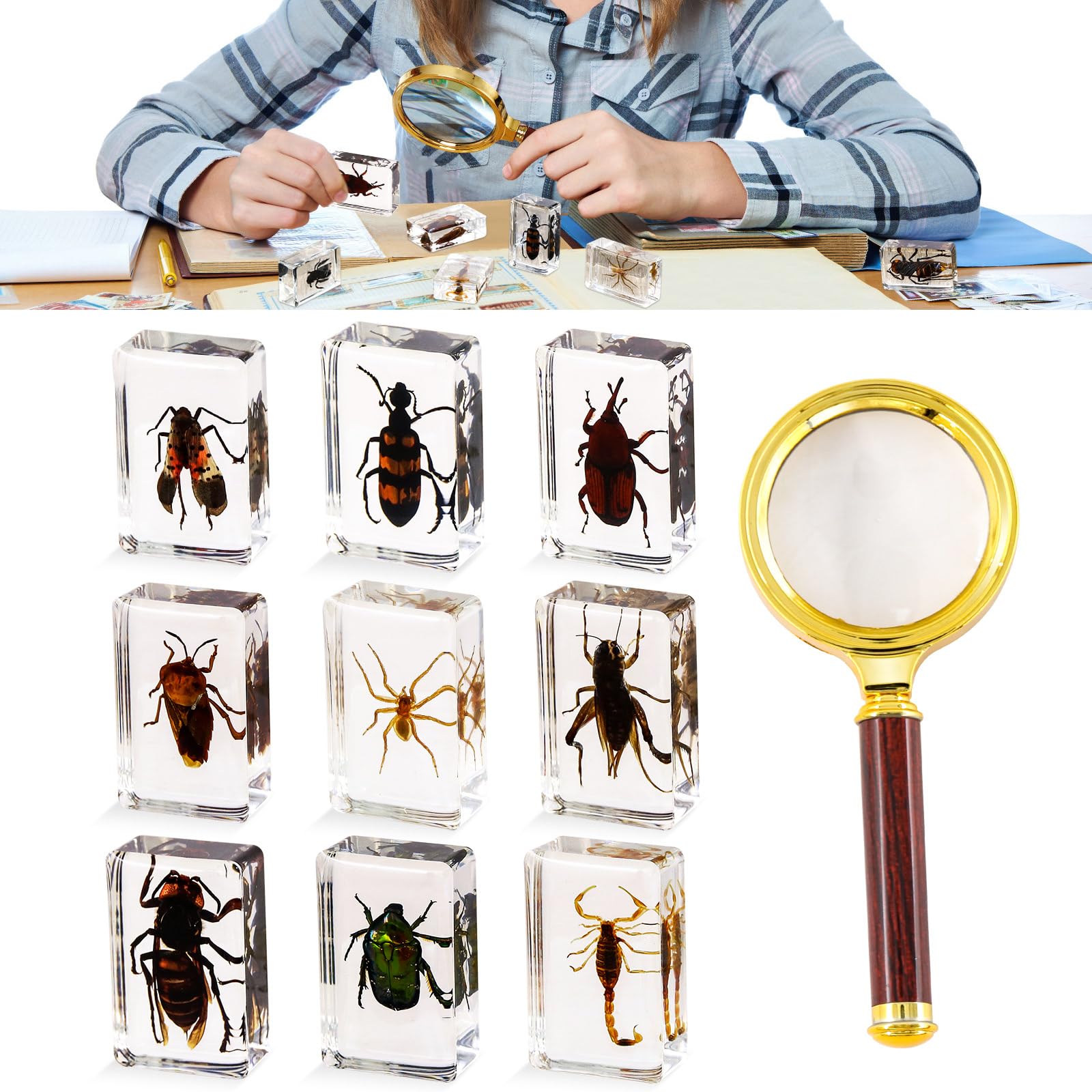 Amazon.com: 9pcs Insect in Resin Specimen, Bugs Collection Paperweights ...