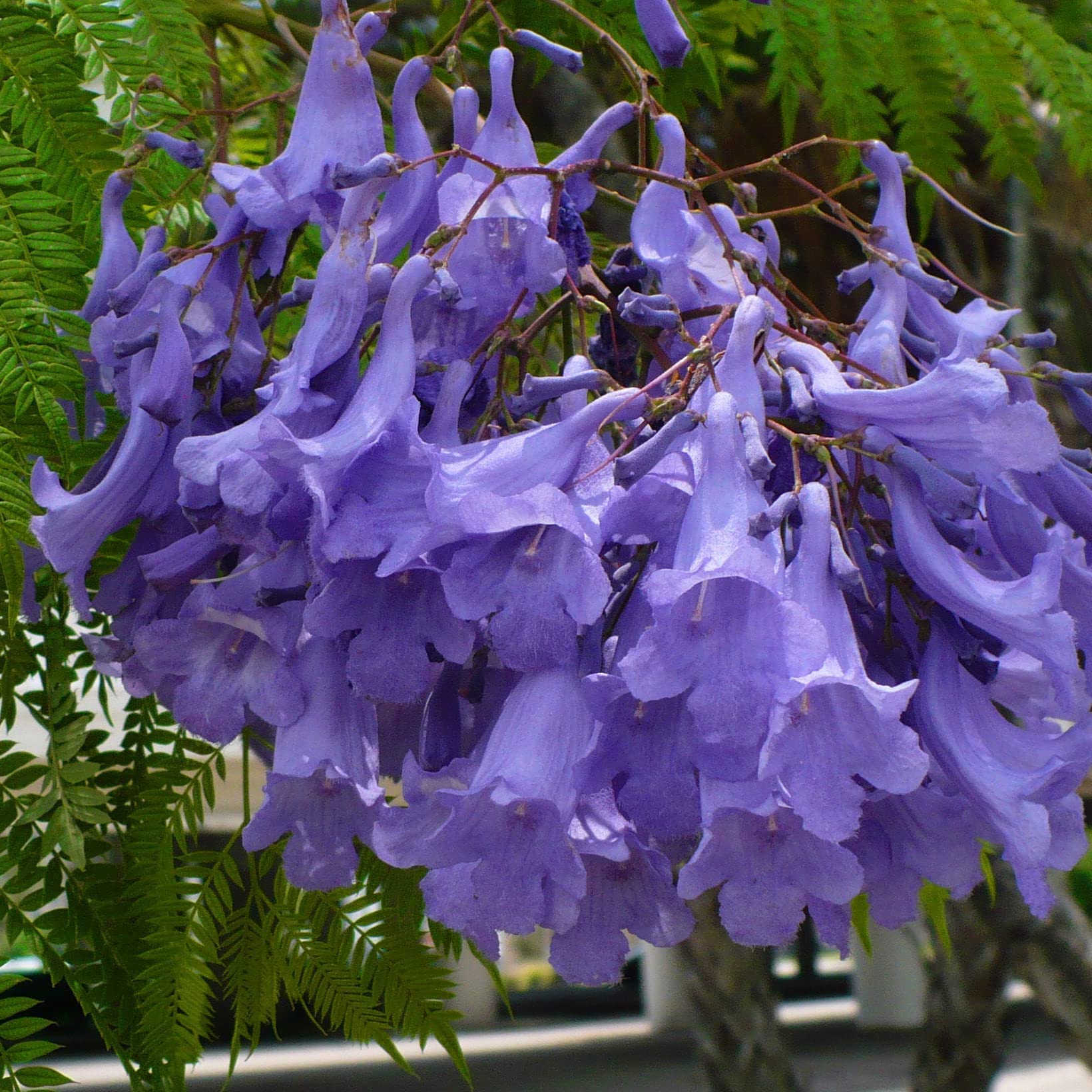Buy Jacaranda mimosifolia Tree 30 Tree for ing Jacaranda Blue Jacaranda ...