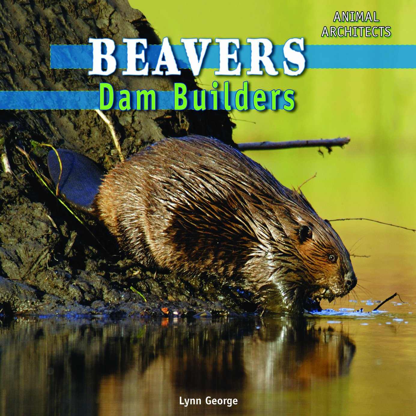 Beavers: Dam Builders (Animal Architects): George, Lynn: 9781448806980 ...