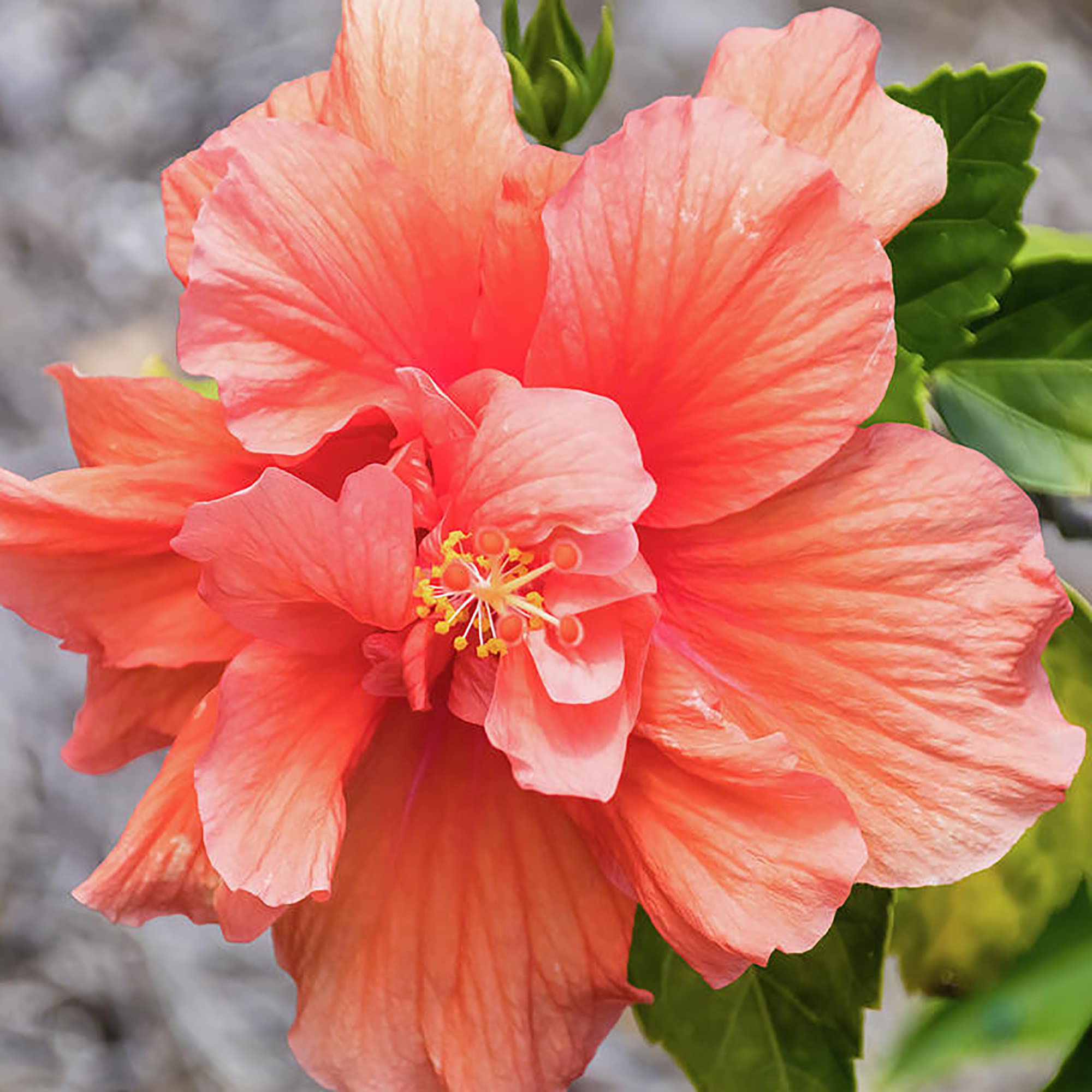 Amazon.com : QAUZUY GARDEN 10 Rare Double Pink Orange Hibiscus/Hardy ...