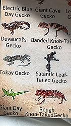 Amazon.com: Geckos Knowledge Metal Tin Signs Types Of Geckos Funny ...