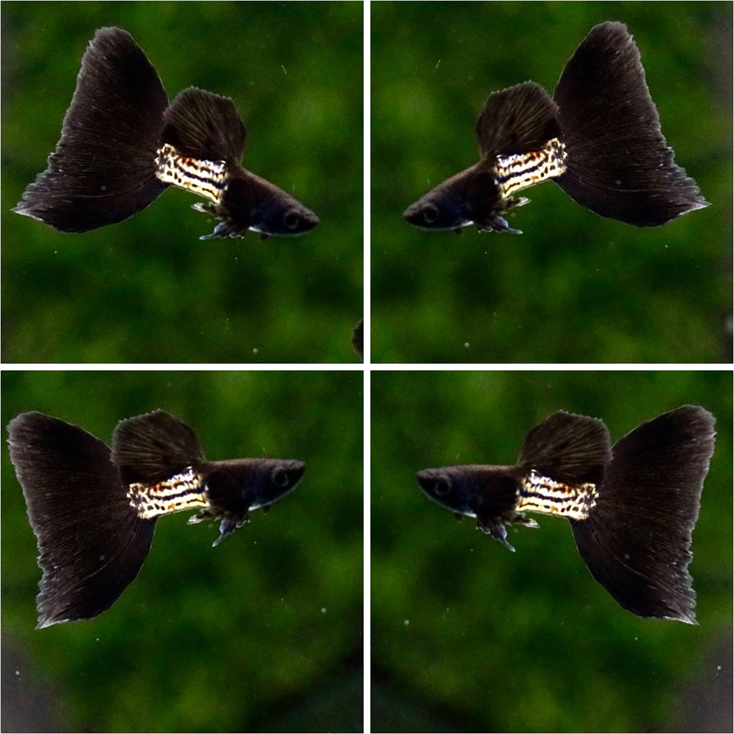 Amazon.com: Swimming Creatures 5 Pack Assorted Fancy Guppy Live ...