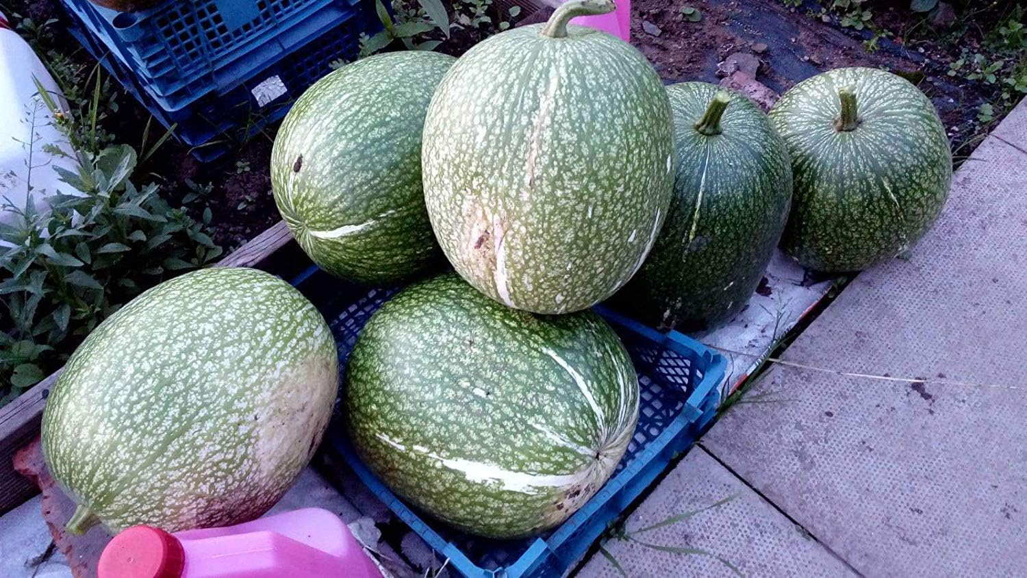 25 Seeds X Shark Fin Melon Shark Fin Melon Seeds : Package Contains ...