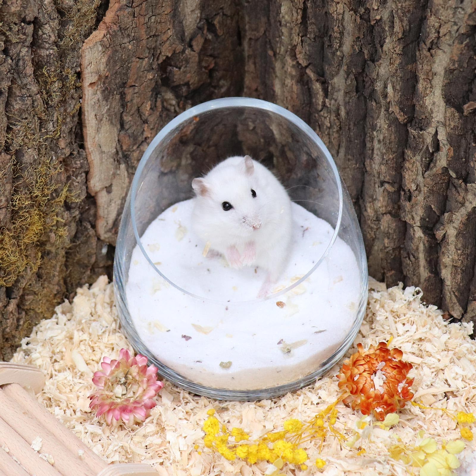 Snapklik.com : Small Animal Sand-Bath Box, Round Glass Small Pet Sand ...