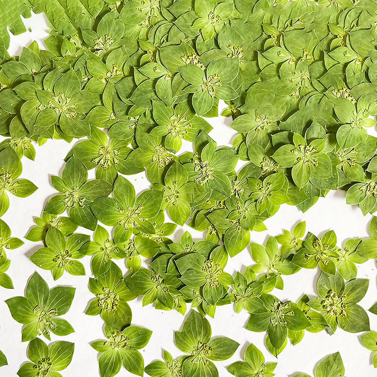 Amazon.com: 150 Pcs Real Natural Pressed Flowers Green Dried Flowers ...