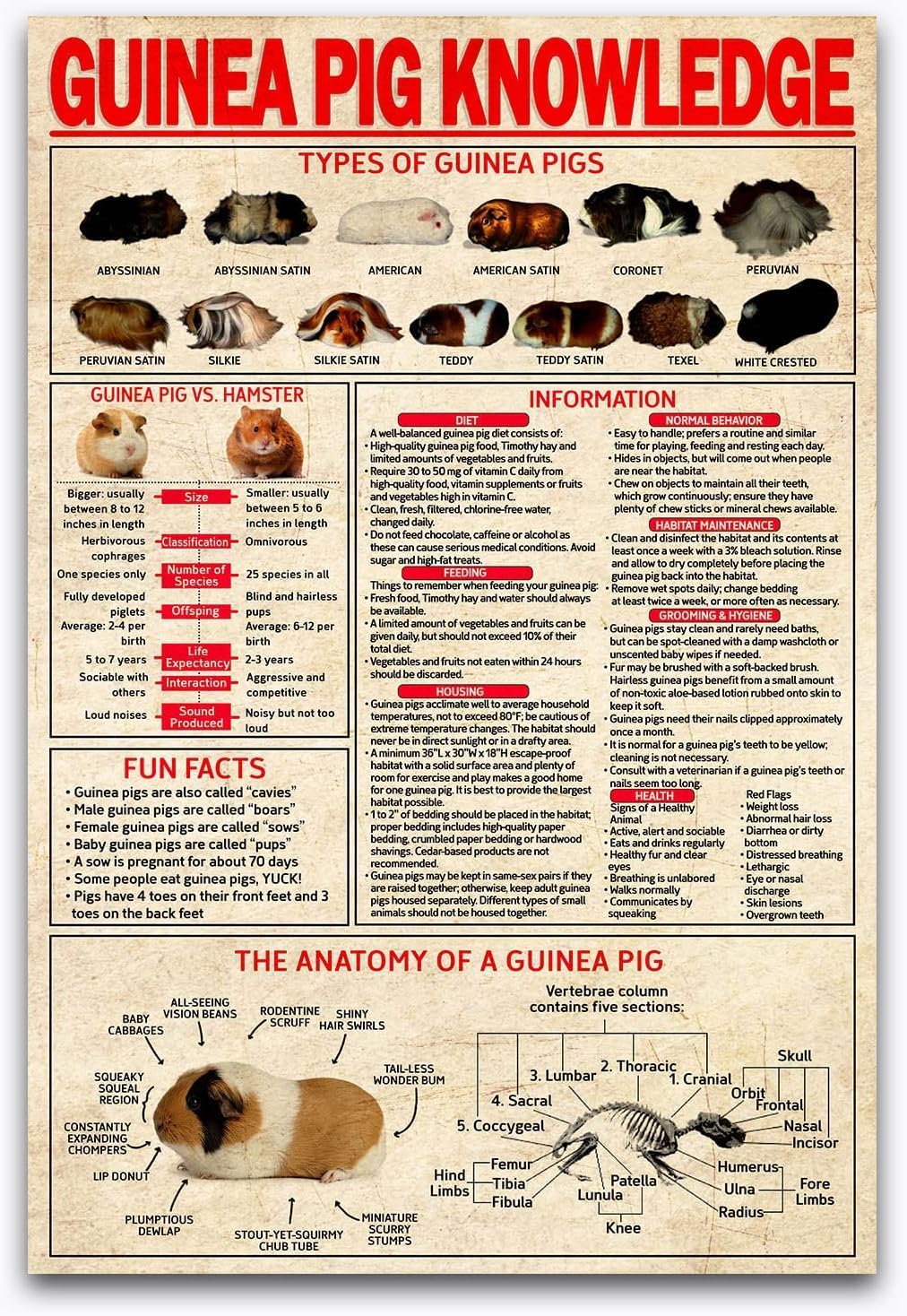 Amazon.com : Guinea Pig Knowledge Metal Tin Signs Guinea Pig ...