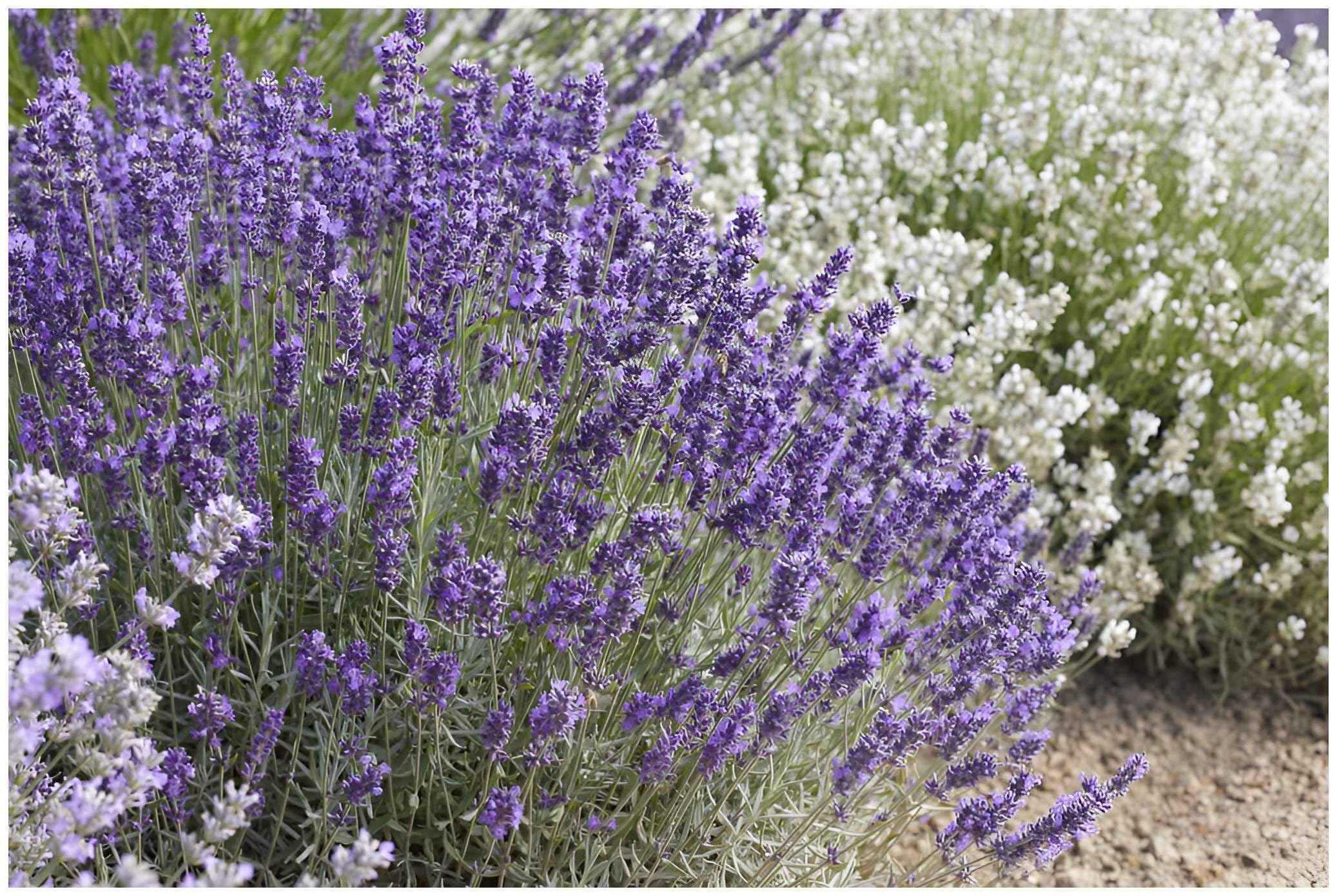 1 x Lavandula angustifolia 'Hidcote Blue' (Staude/Stauden/Winterthart ...