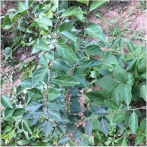 Amazon.com : 15 Thorny Wingnut Paliurus ramosissimus Rhamnaceae Seeds ...
