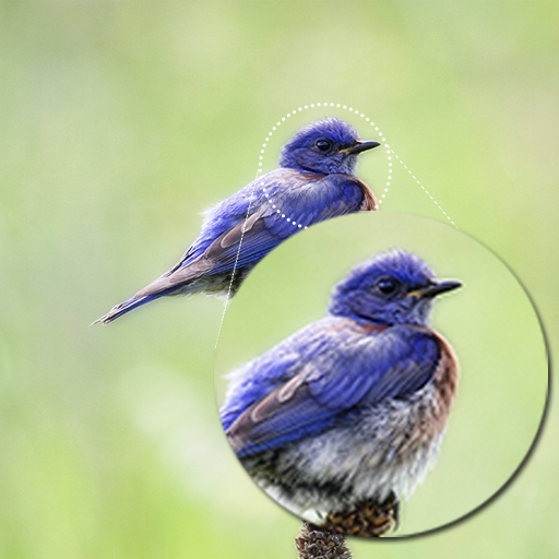 Beautiful Birds Wallpapers Set-01 - App on Amazon Appstore