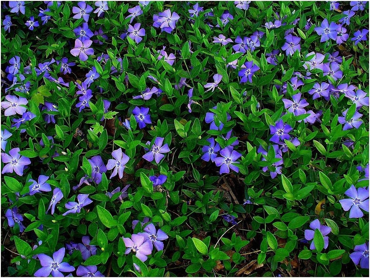 Vinca Ground Cover Plant Growers Australia Vinca Wink White