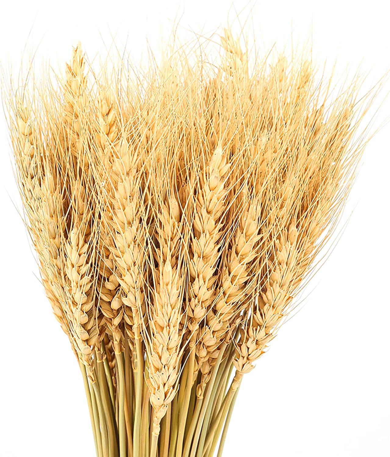 Amazon.com: 100 16-inch stalks of wheat. Pastoral style,opening gift ...