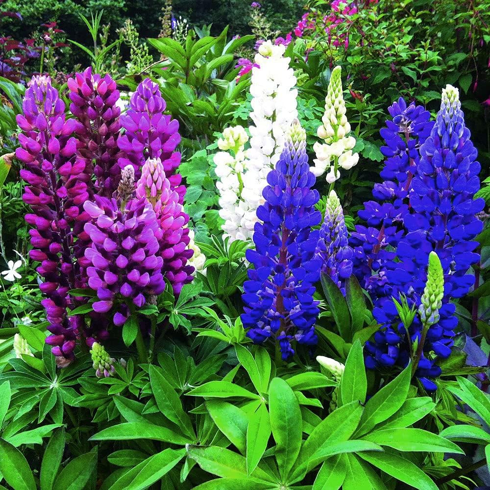 Lupin Legendary Red Shades x 5 Perennial Plug Plants : Amazon.co.uk: Garden