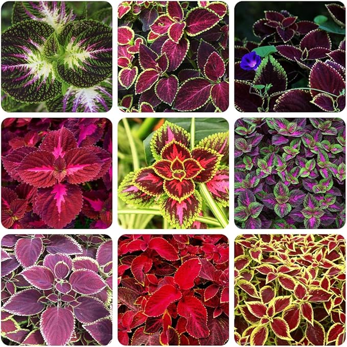 Amazon.com : 100+ Rare Mixed Coleus Flowers Seeds Rainbow Coleus Seeds ...