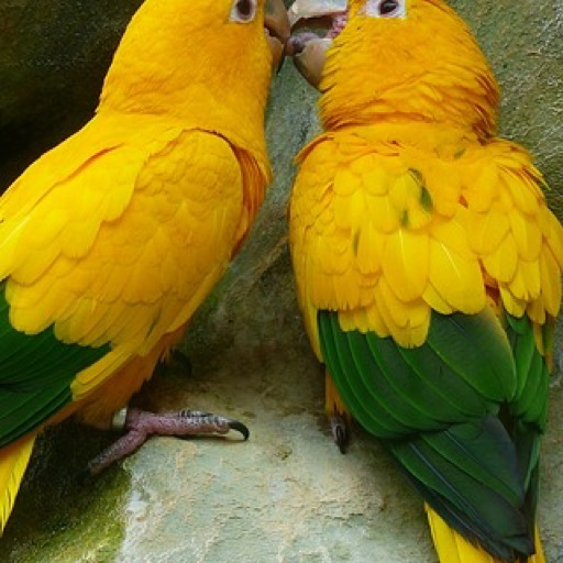 cute parakeet Wallpaper -- HD Wallpapers of cute parakeets! - App on ...