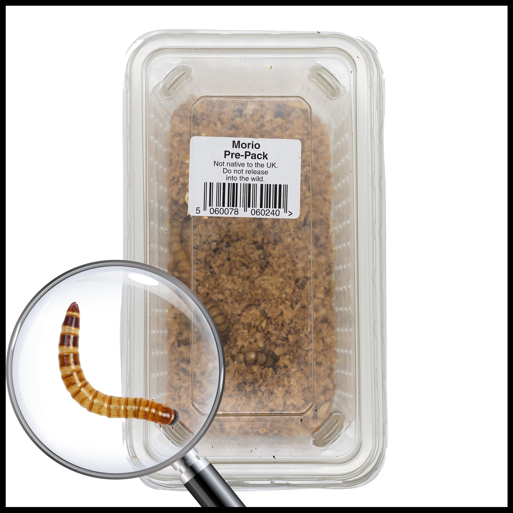 Livefoods4u Live Morio Worms 40g Tub (40-60mm) - Live Food for Reptiles : Amazon.co.uk: Pet Supplies