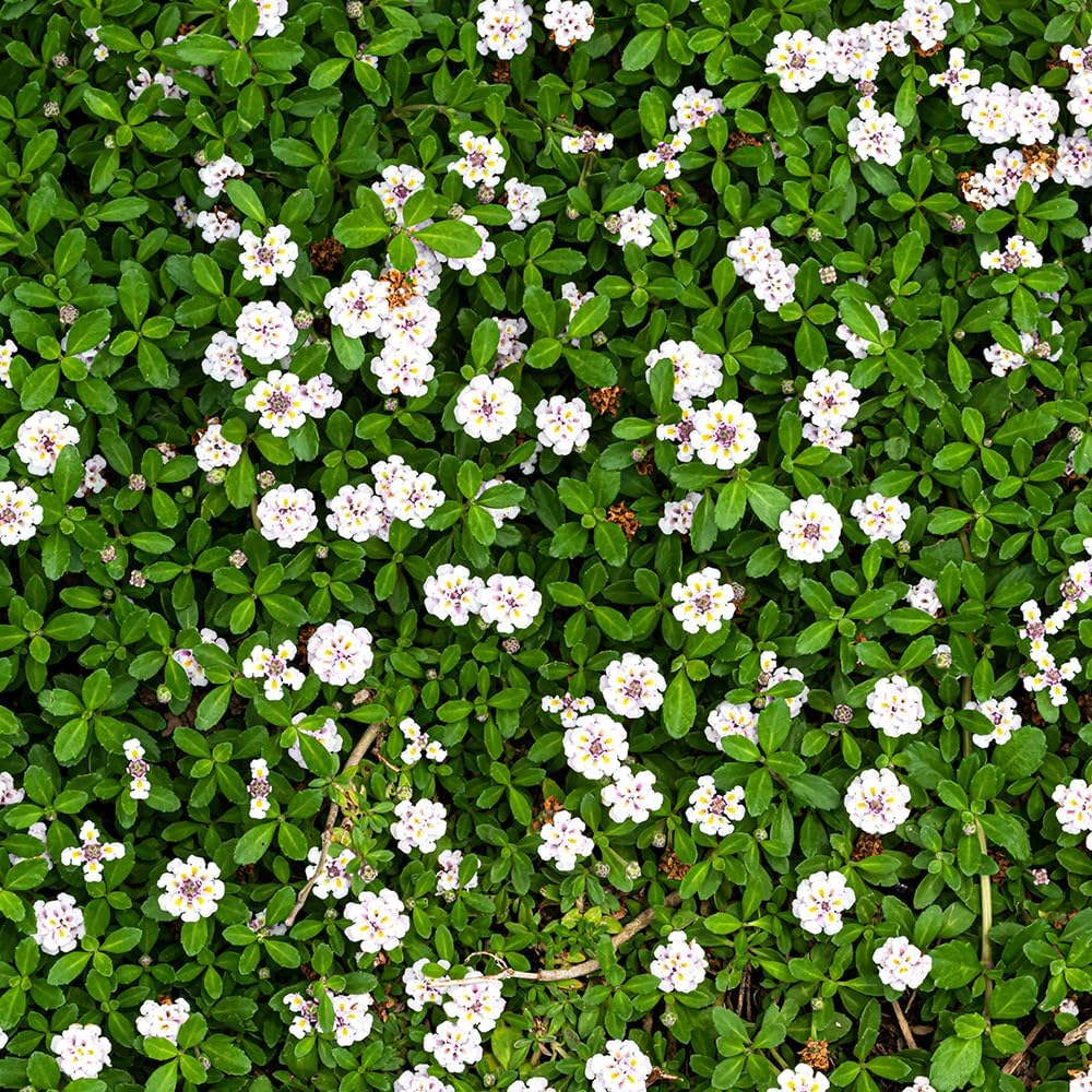 Amazon.co.jp: ITANSE グランドカバー イワダレソウ9cmポット 3個セット【品種せ選べる花木苗】 芝生変わりに使うことができます。 また、繁殖力が芝生の10倍とも言われて ...