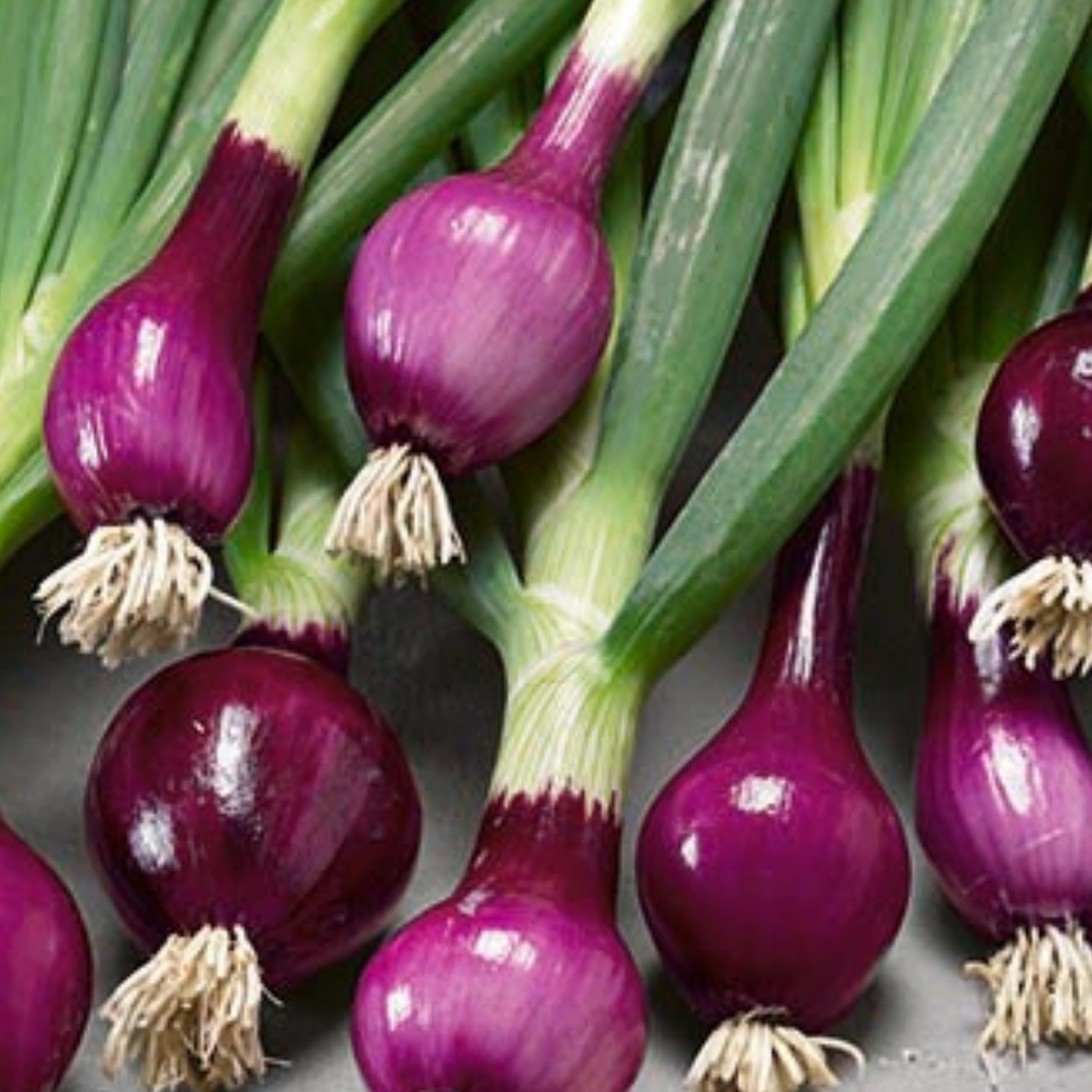 Purple Spring Onion Lilia Seeds, 250 Seeds for Planting in Gardens ...