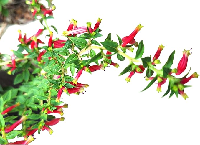 Amazon.com : Cuphea Honey Bells Live Blooming Plant for Hummingbirds ...
