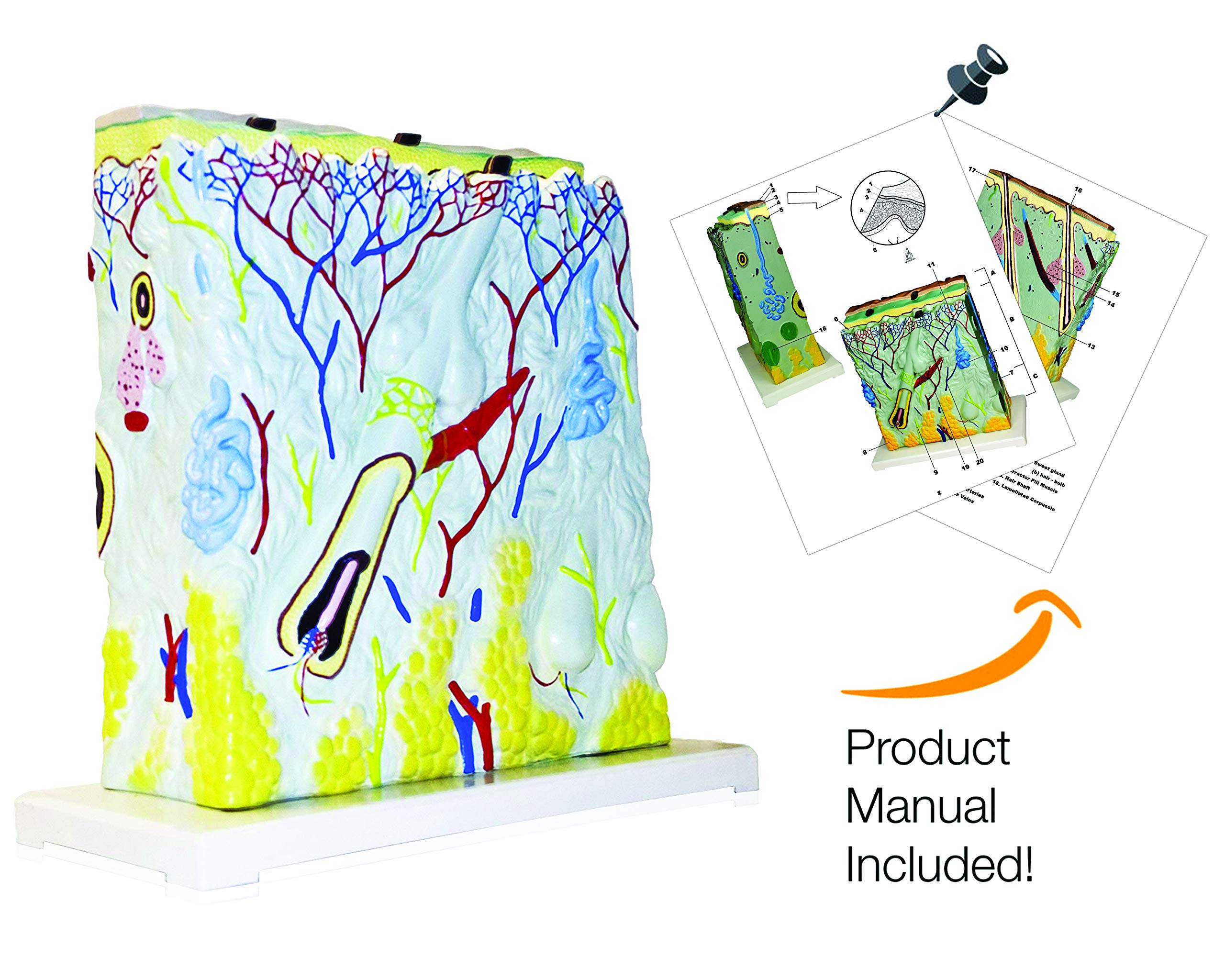 Buy Parco Scientific PB00076 Skin Model from a Human Scalp Section ...