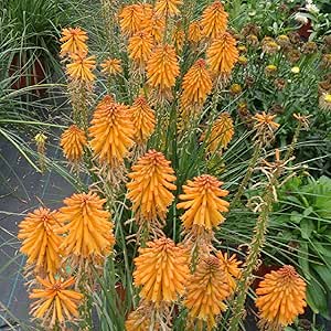 Amazon.com : Kniphofia 'Mango Popsicle' Seeds Red Hot Poker Perennial ...