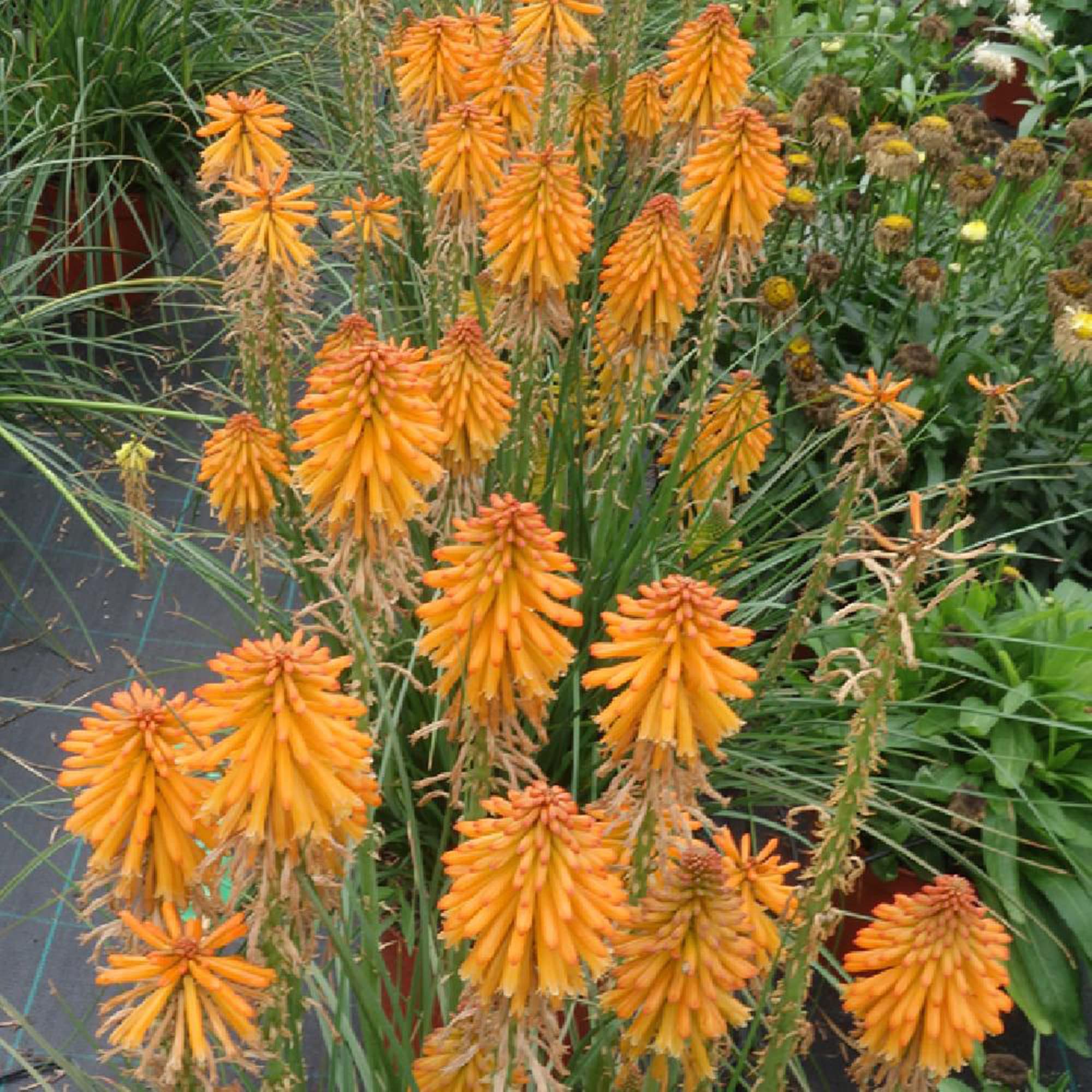 Red Hot Poker Mango Popsicle Kniphofia Mango Popsicle Dwarf Red Hot