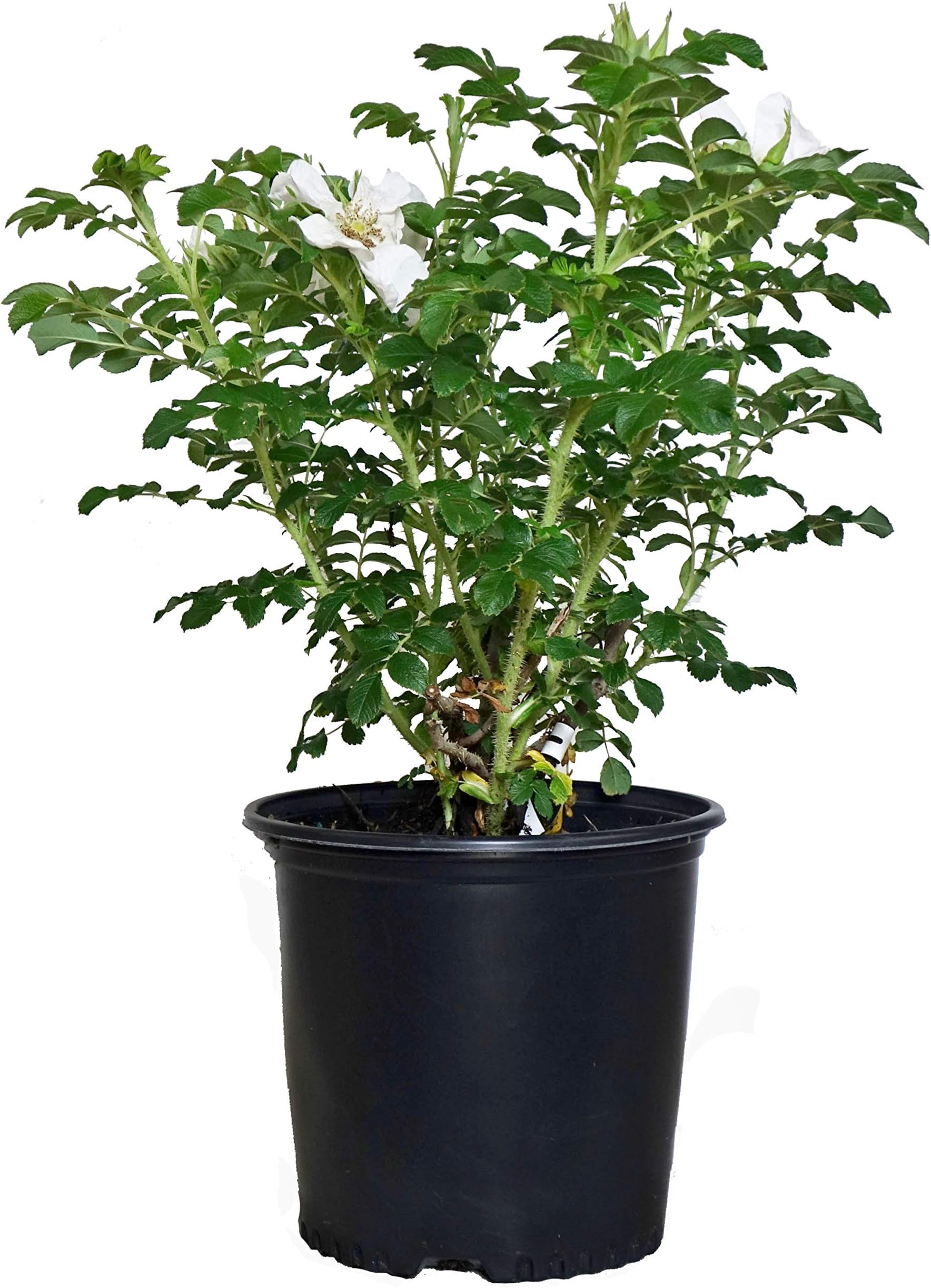 Amazon.com : Heirloom Roses Rose Plant with HIPS - Scabrosa Pink Rose ...