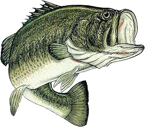 Amazon.com: Large Fishing Bass Fish Sticker Decal Fishing Bumper ...