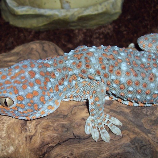 Gecko Wallpaper -- HD Wallpapers of Gecko! - App on Amazon Appstore