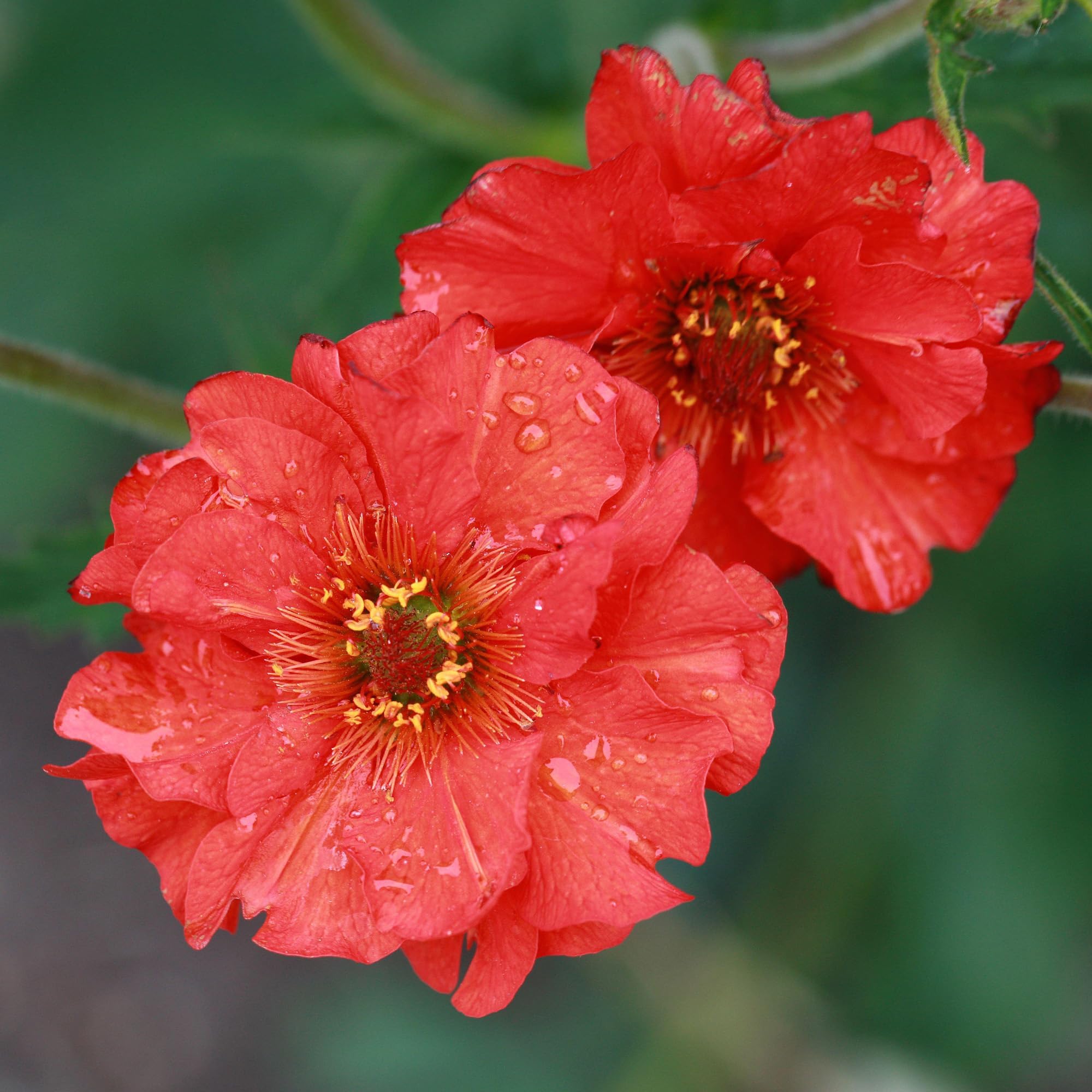 Geum Mrs Bradshaw - Hardy Perennial Plant - Bright Red Flowering Shrub ...