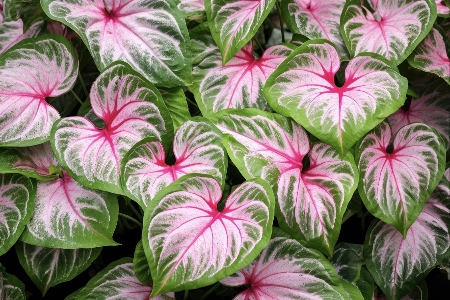 Amazon.com : Coral Sky Caladium Bulbs for Planting - Perennial Hosta ...