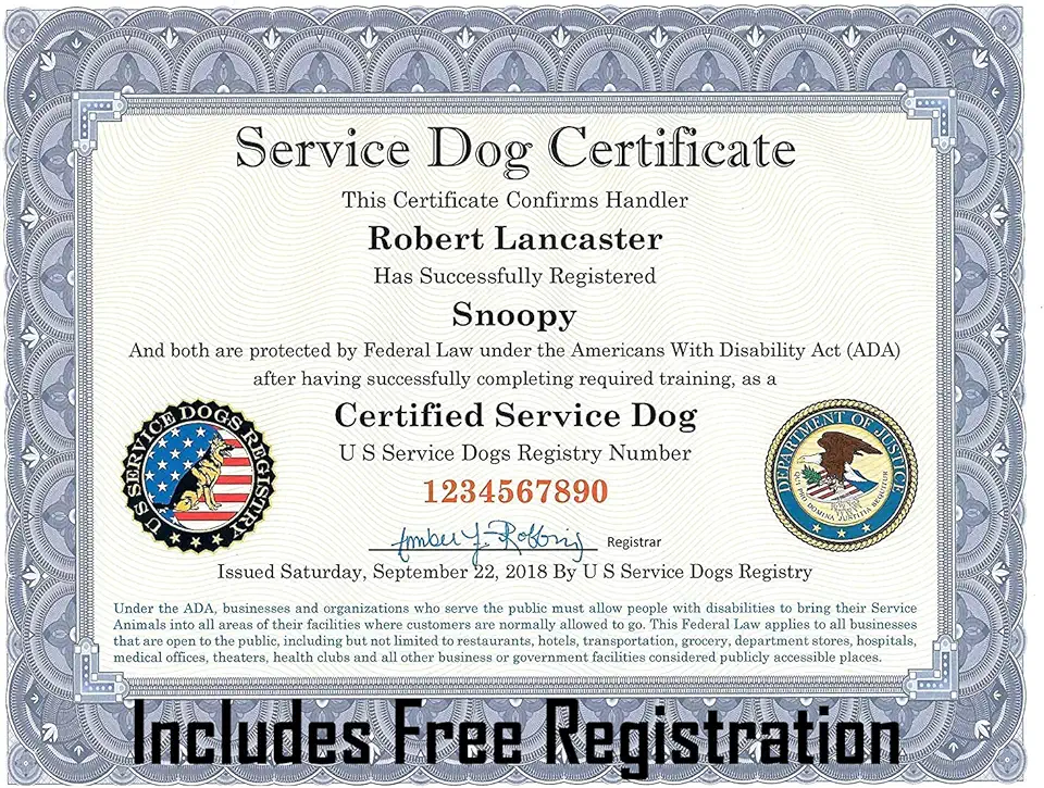 Service Dogs And Public Beaches: Access Rights And Regulations | PetShun