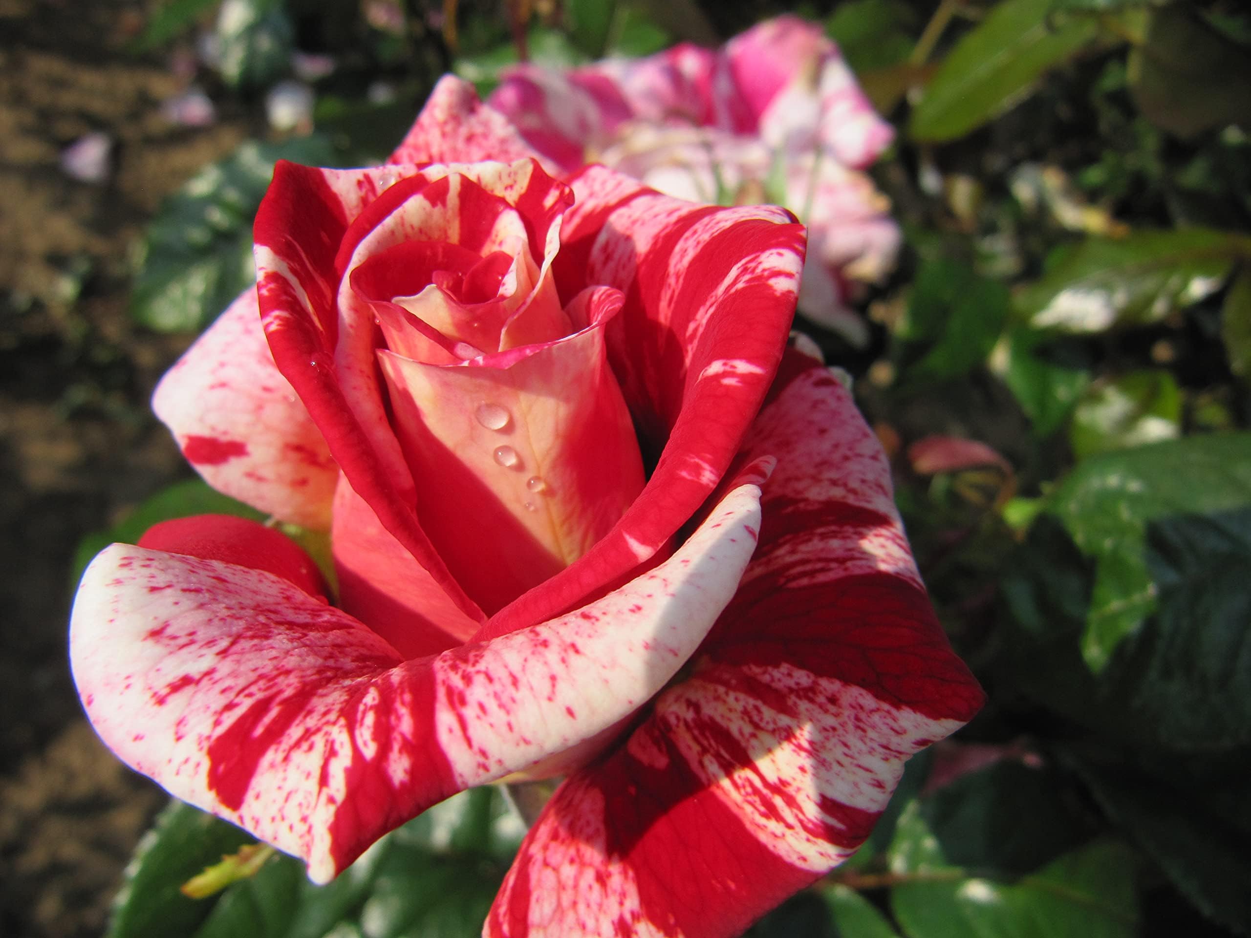Rock and Roll - 5.5lt Potted Hybrid Tea Garden Rose Bush - Stunning Red ...