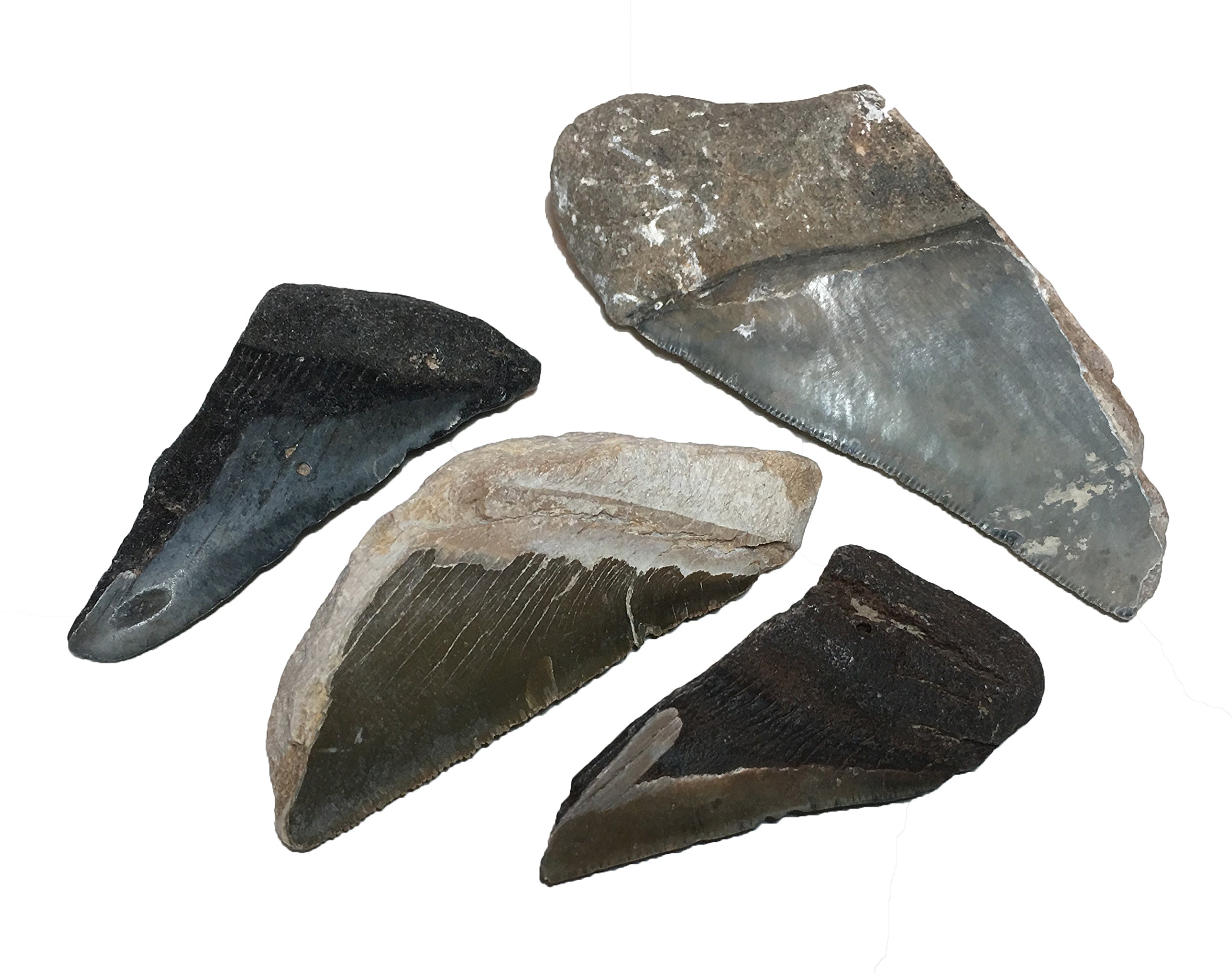 Shark Teeth Fossils