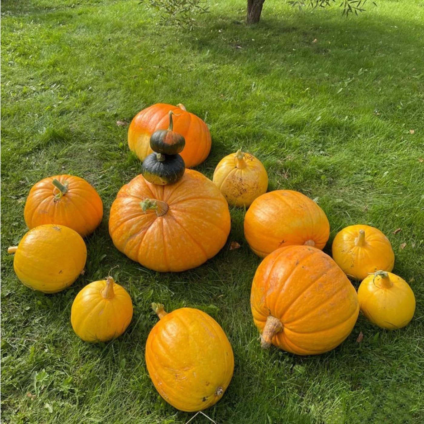 Más de 30 semillas de calabaza Big Max para plantar calabazas gigantes ...