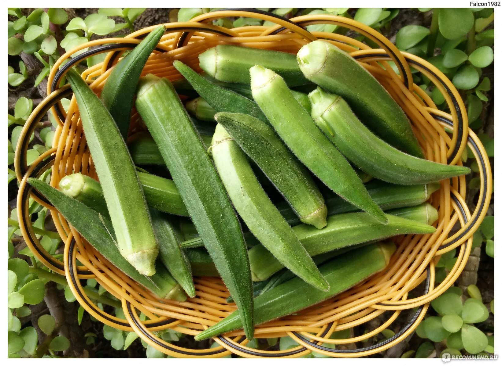 Amazon.com : KIRA SEEDS - Seeds Louisiana Okra Green - Ladies Fingers ...