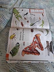 General Knowledge Genius! : DK: Amazon.in: Books