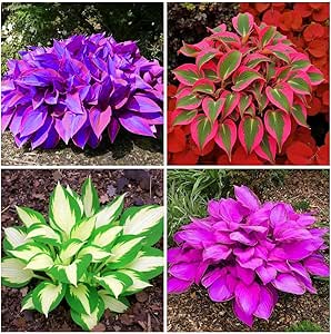 200 Hosta Seeds Colorful Mix - 4 Vibrant Hosta Varieties, High ...