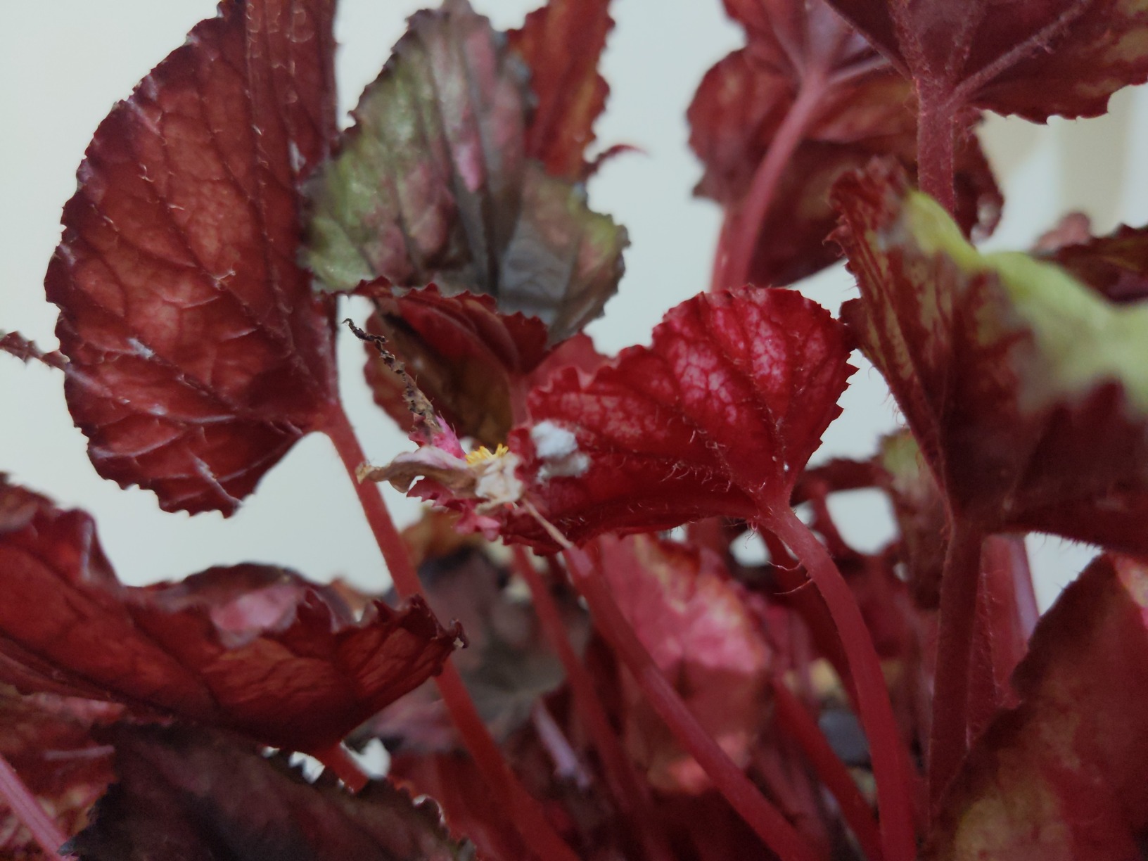 Begonia rex Red Tango | King Begonia Home or Office Plant (20-30cm Incl ...