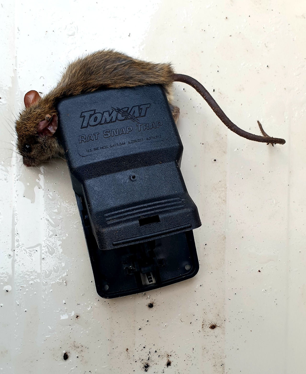 Tomcat Rat Snap Trap, 1 Rat Size Trap - Reusable - Effectively Kill ...