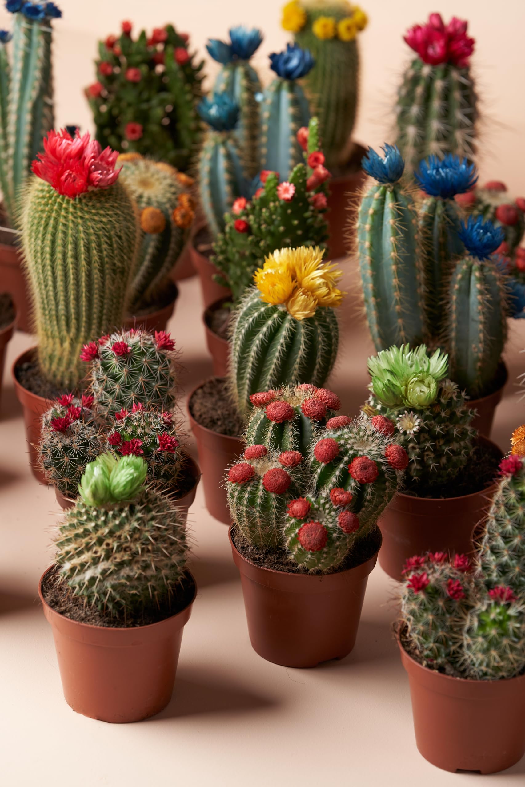 Mini Flower Pots With Seeds