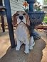 Amazon.com: Realistic Life Size Beagle Statue Detail Sculpture Glass ...