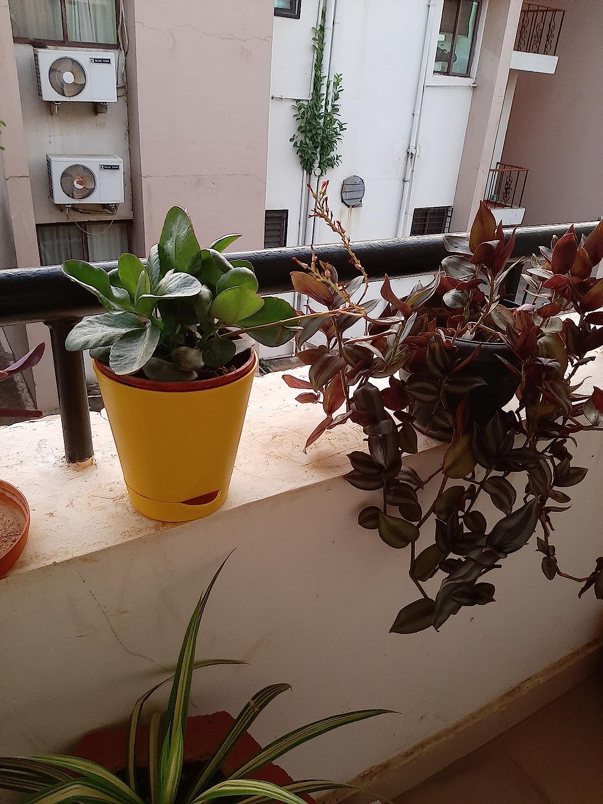 Heart Home Plastic Titan Pot|Garden Container for Plants & Flowers|Self ...