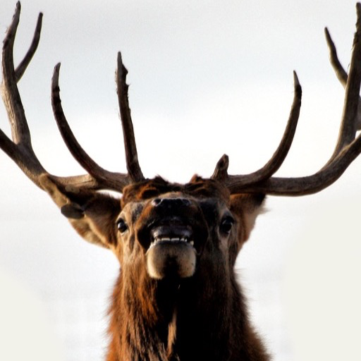 Baby Antelope Wallpaper -- HD Wallpapers of Baby Antelope! - App on the ...