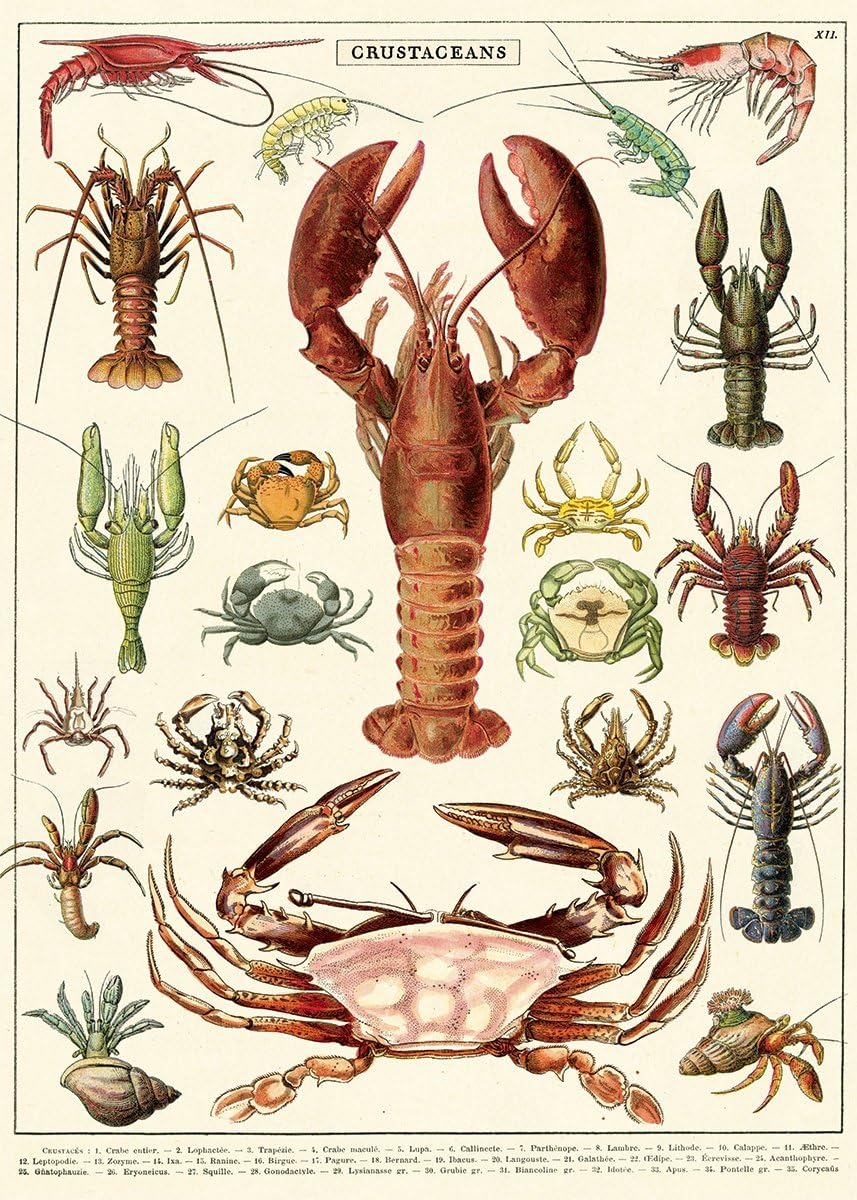 Cavallini Crustaceans Poster & Wrapping Paper : Amazon.co.uk ...