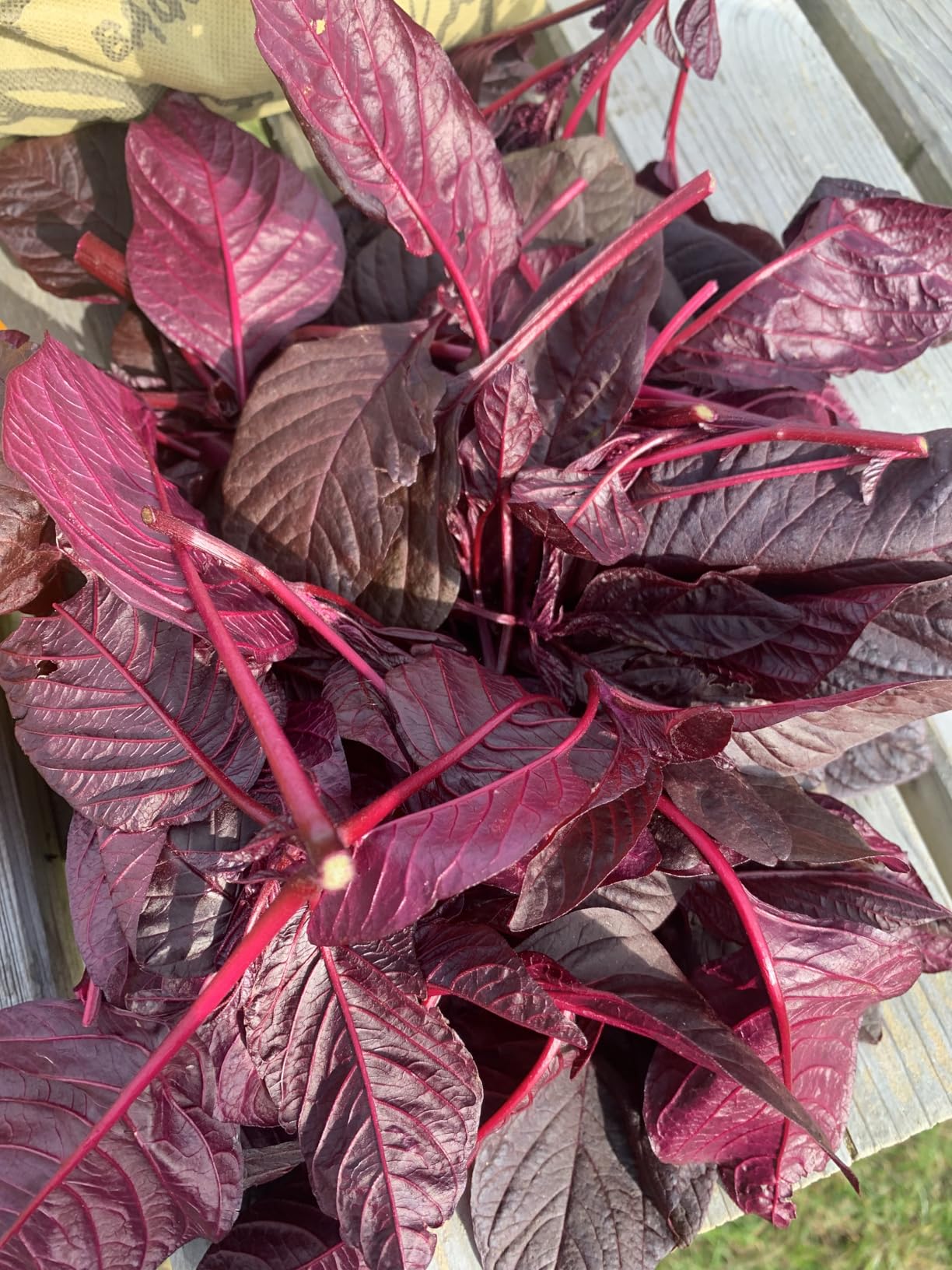 Amaranth, Red Army 1,300 Seeds Salad : Amazon.co.uk: Garden