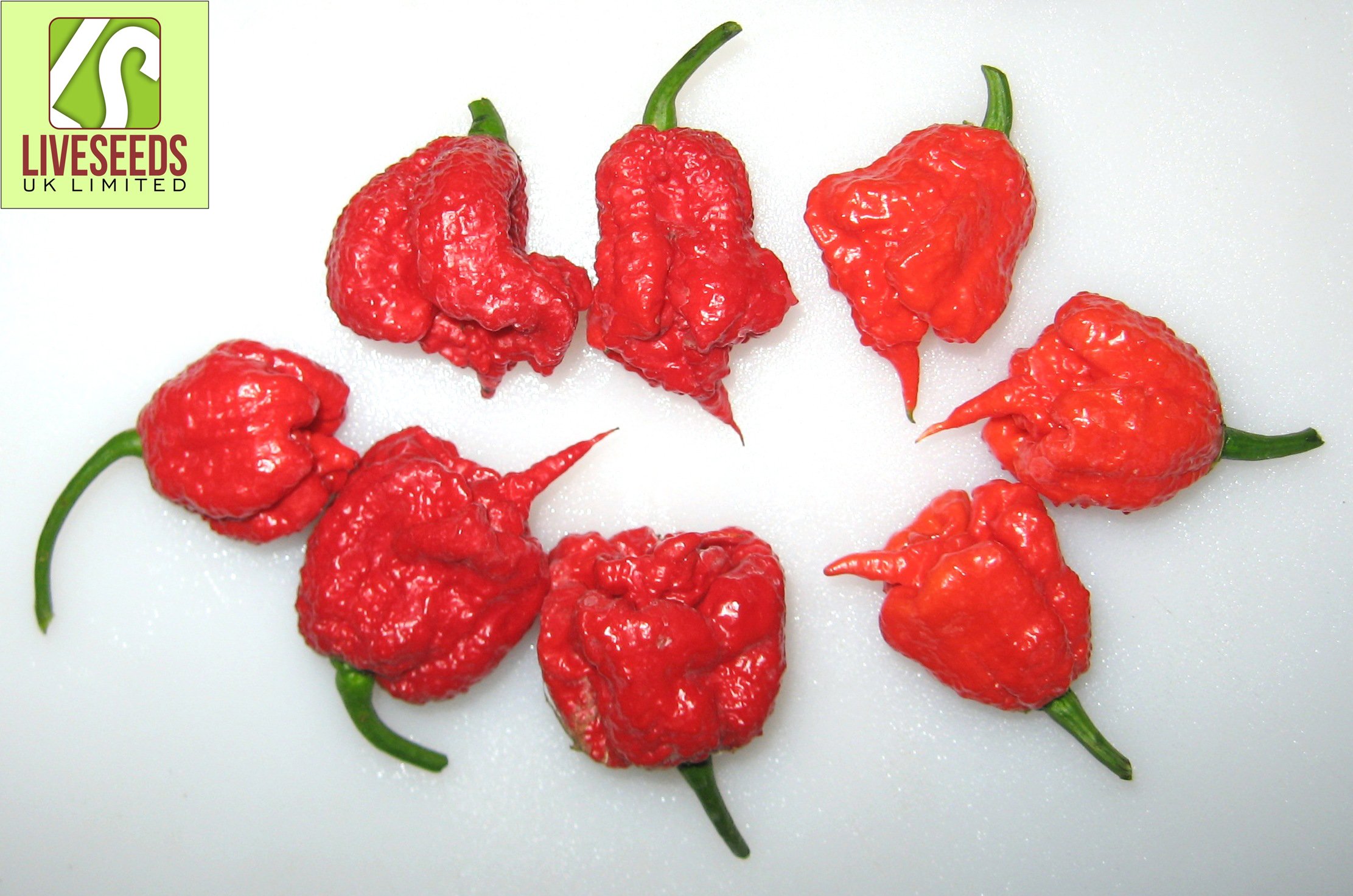 Buy Chili Carolina Reaper - Hottest Pepper of The World - 5 Online at ...