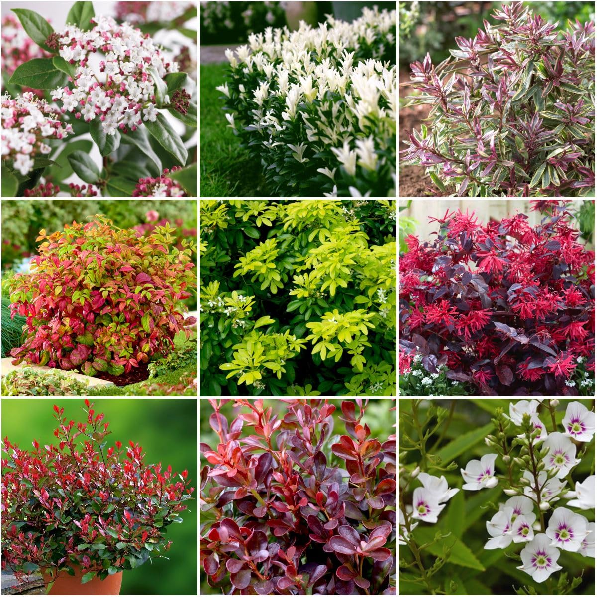 Small Garden Shrubs Flowers Containers: Winter Selection / RHS