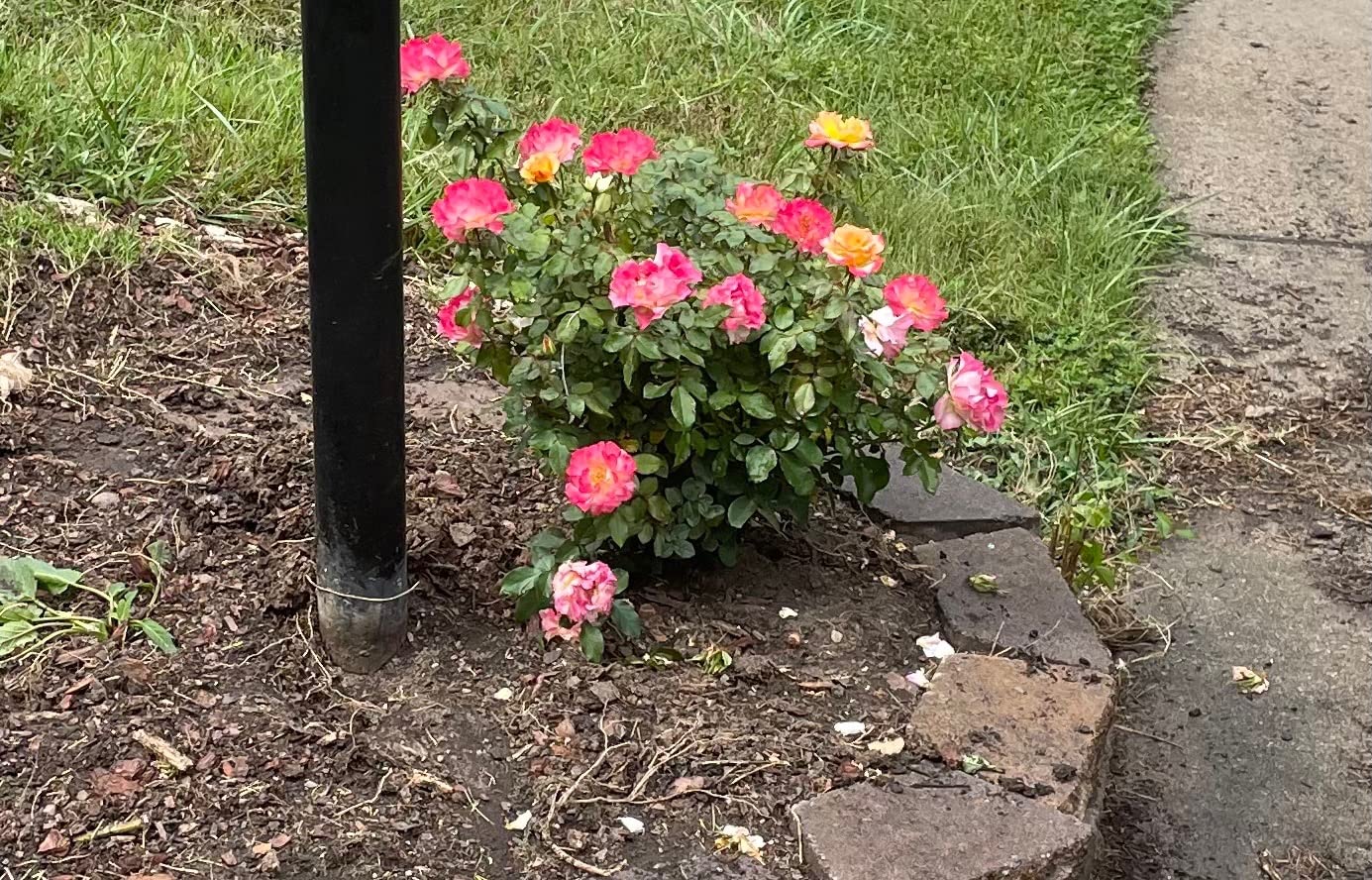 Amazon.com : Live plant from Green Promise Farms Rosa True Sincerity ...