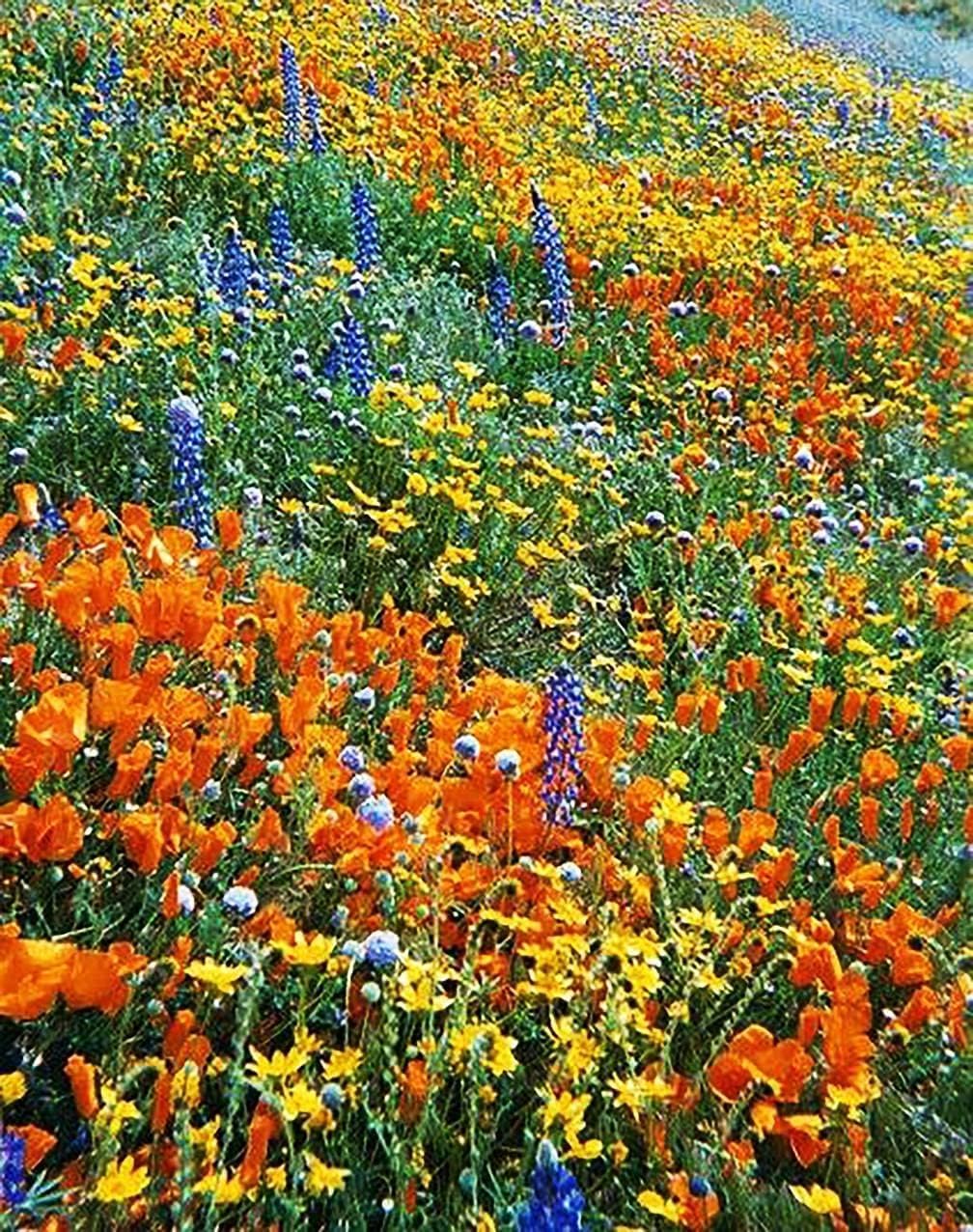 Amazon.com : California Native Mixed Wildflowers - 10,000 Seeds ...